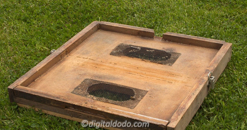 Queen Raising in a Single Hive – Beekeeping in the Surrey Hills